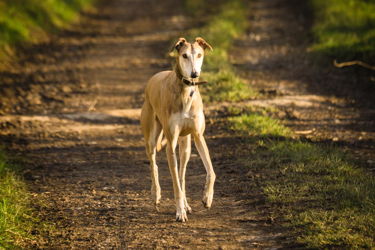 Lurcher - Origine, Caractéristiques et Alimentation