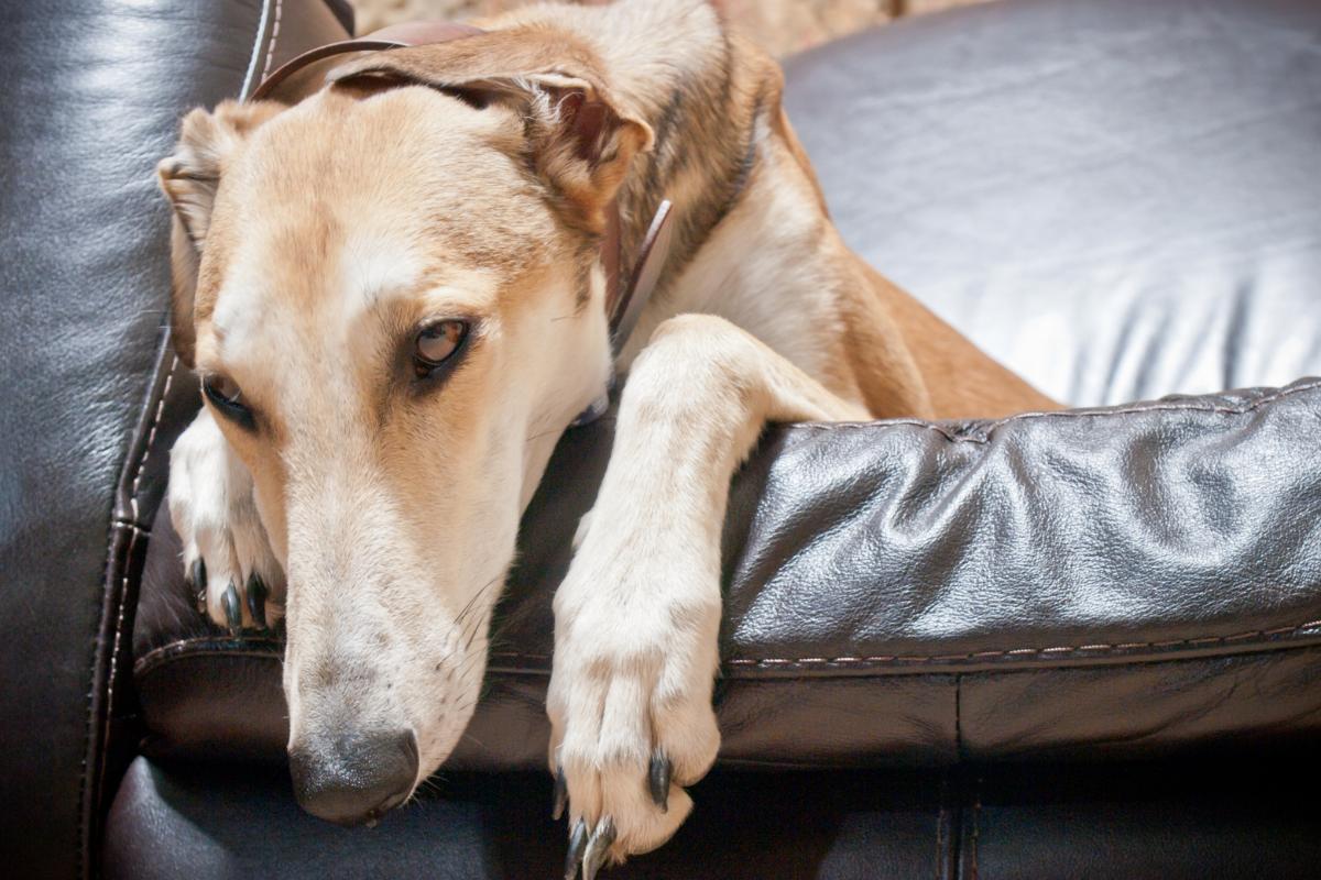 Lurcher - Origine, Caractéristiques et Alimentation