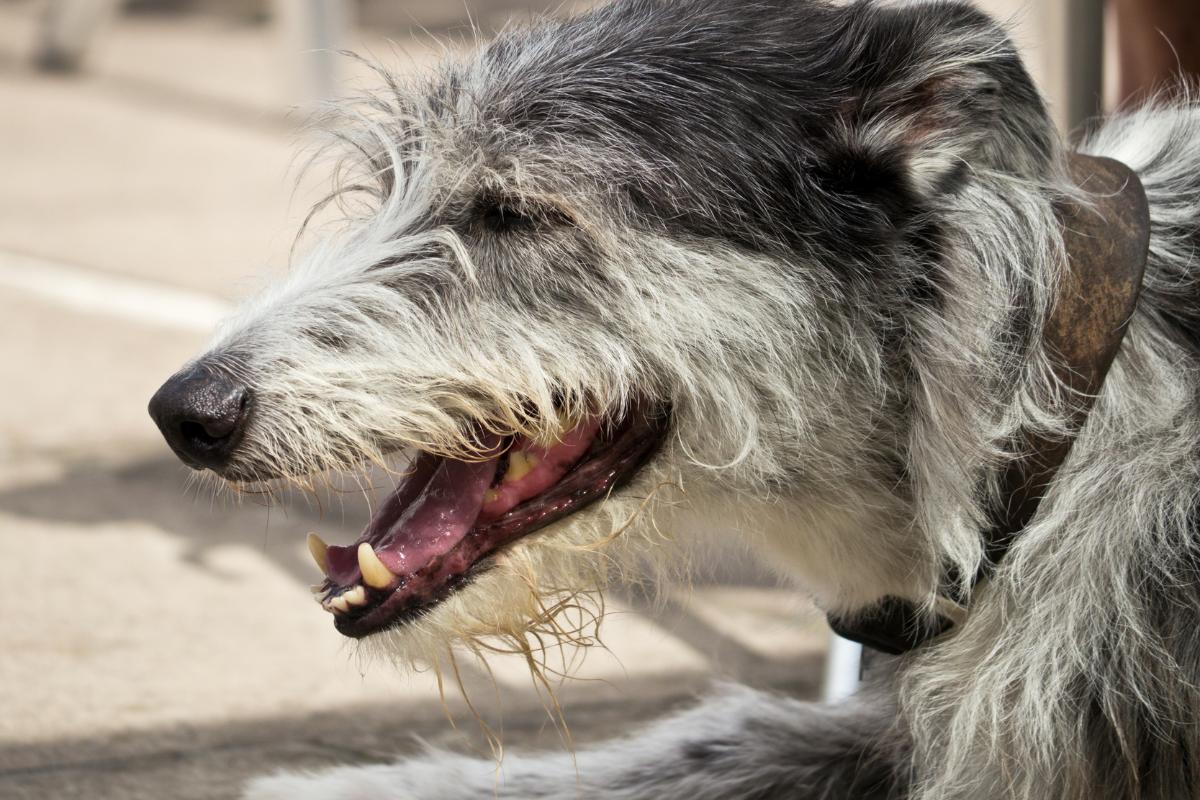 Lurcher - Origine, Caractéristiques et Alimentation
