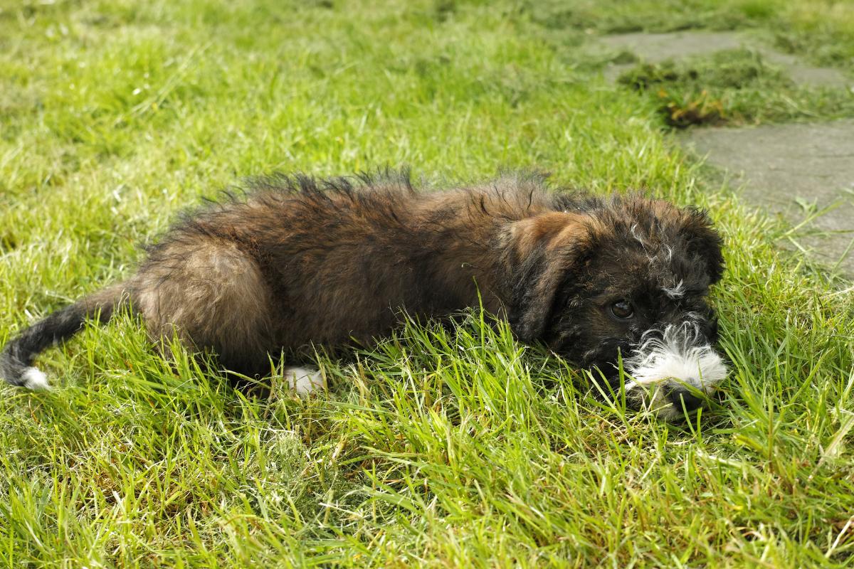 Lurcher - Origine, Caractéristiques et Alimentation