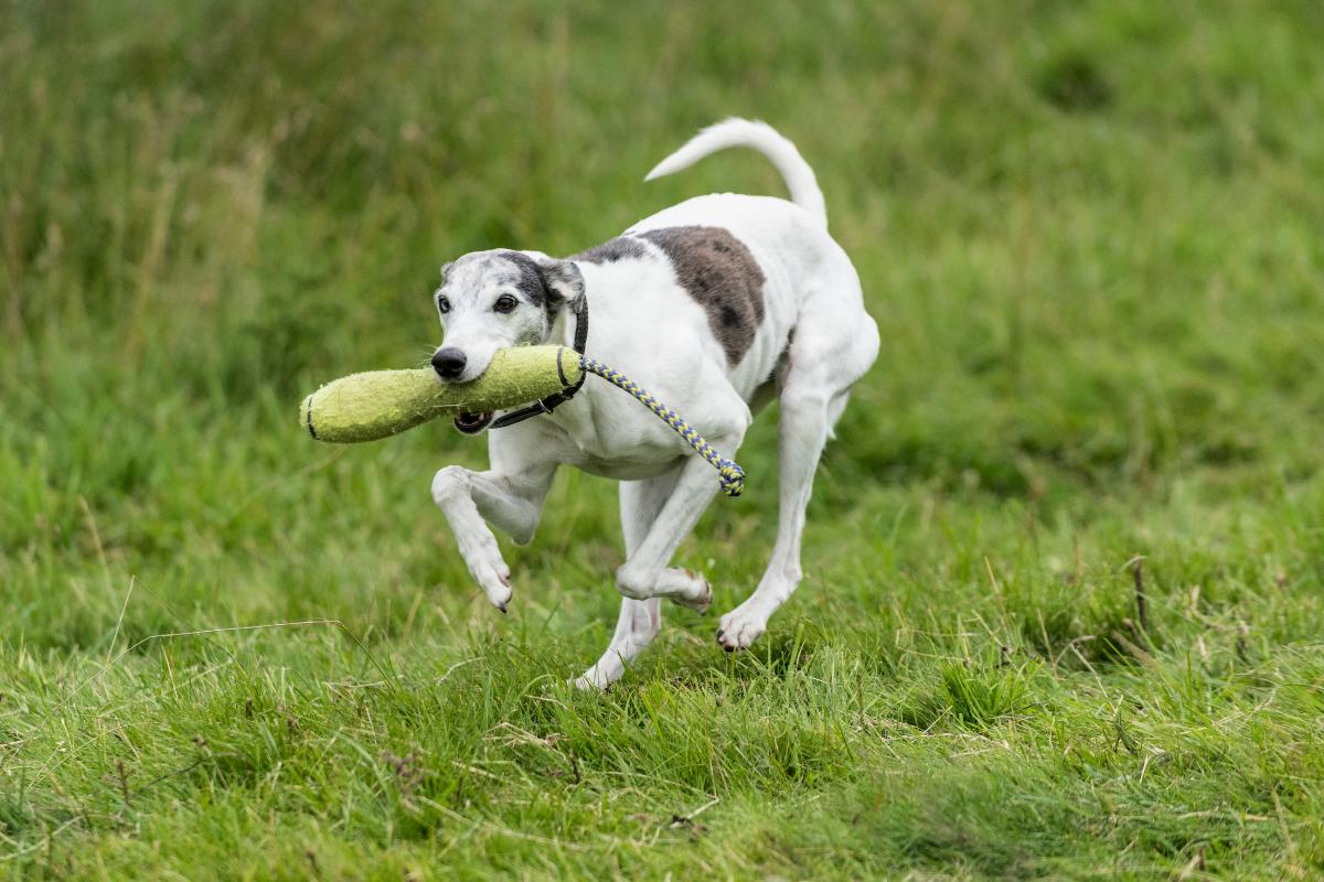 Lurcher - Origine, Caractéristiques et Alimentation