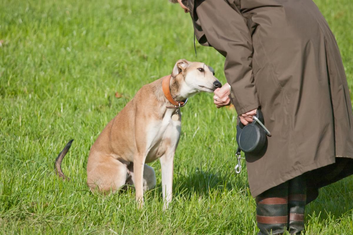 Lurcher - Origine, Caractéristiques et Alimentation