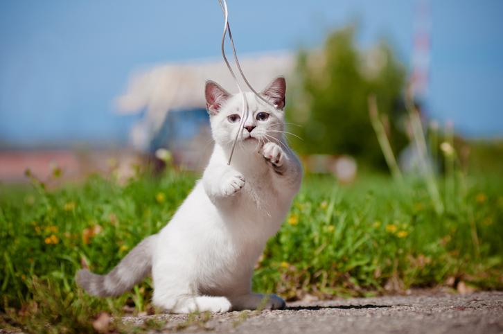 Chat Munchkin: caractéristiques et photos