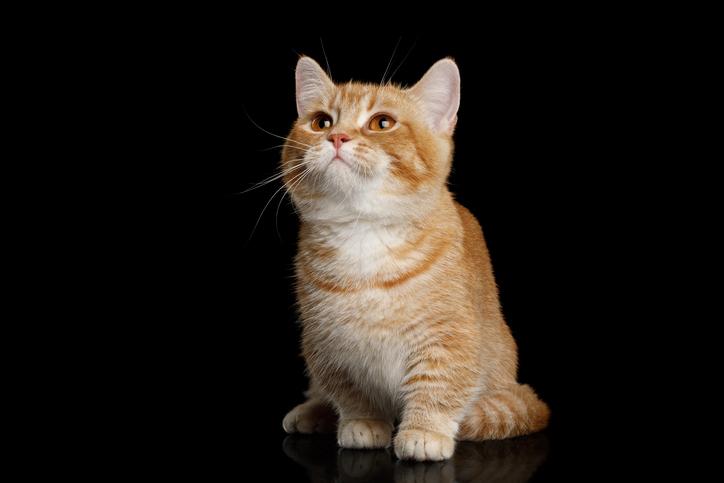 Chat Munchkin: caractéristiques et photos