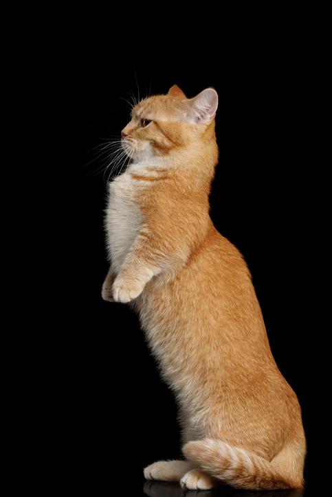 Chat Munchkin: caractéristiques et photos
