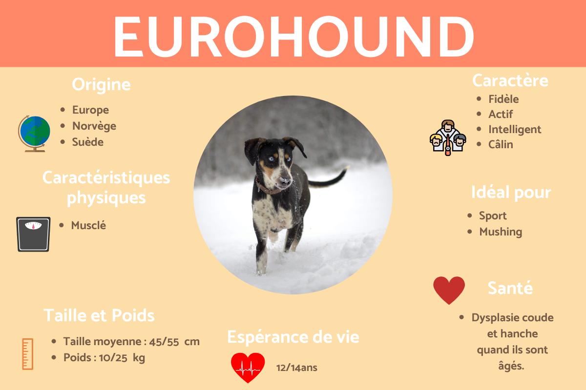 Eurohound - Origine, Caractéristiques et Comportement