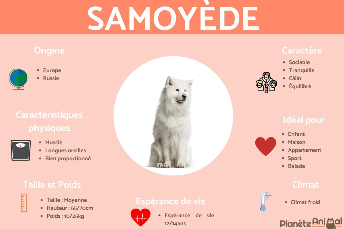 Samoyède - Origine, Caractéristiques et Comportement