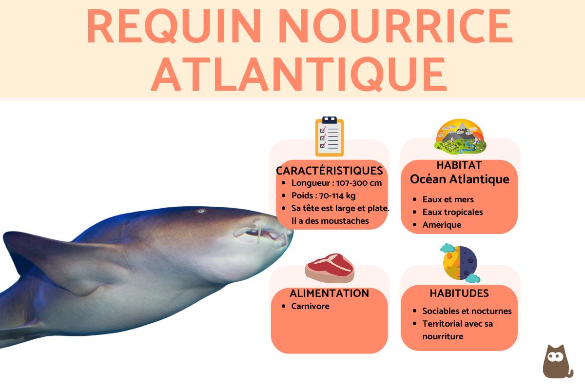 Requin nourrice atlantique - Alimentation et Caractéristiques