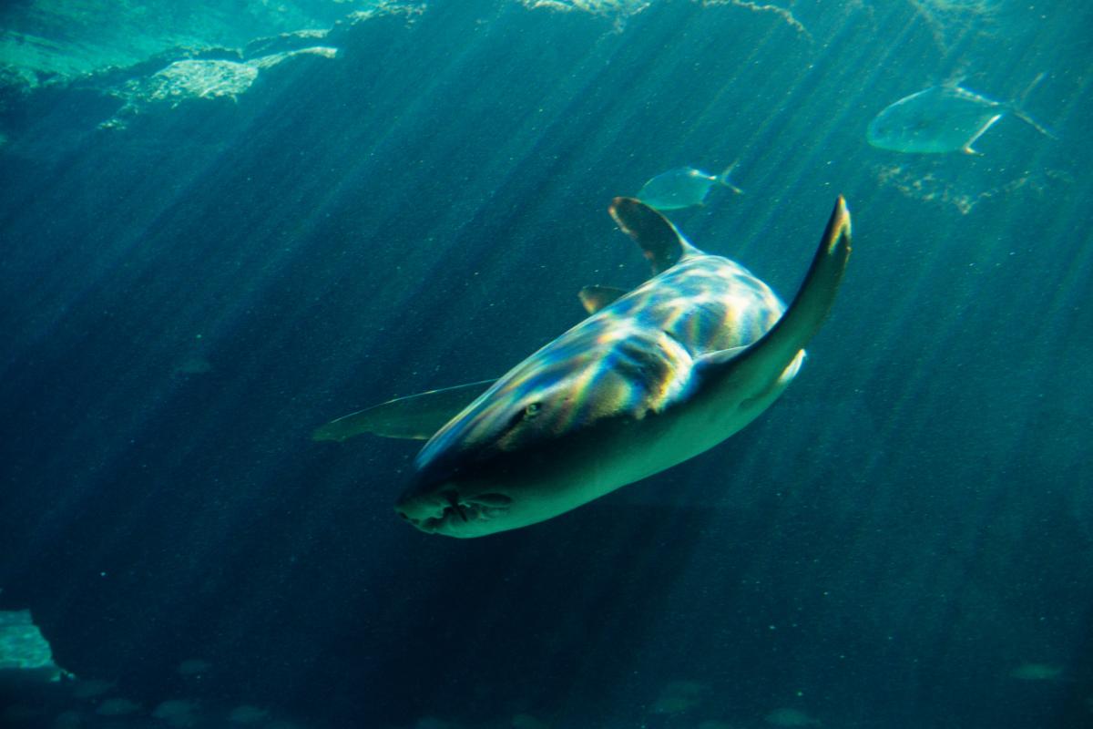 Requin nourrice atlantique - Alimentation et Caractéristiques