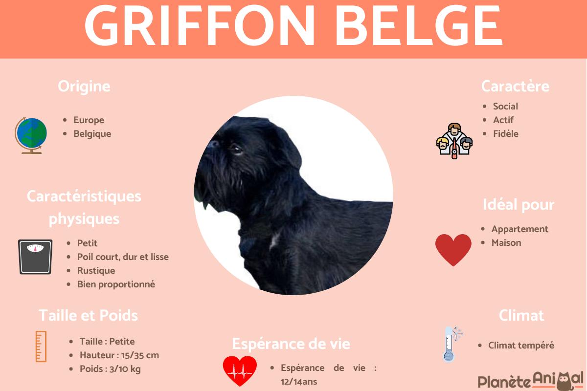 Griffon belge - Origine, Caractéristiques et Caractère