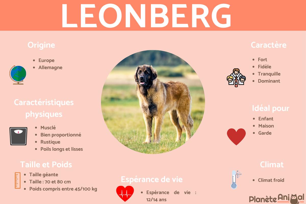 Leonberg - Origine, Caractéristiques et Comportement