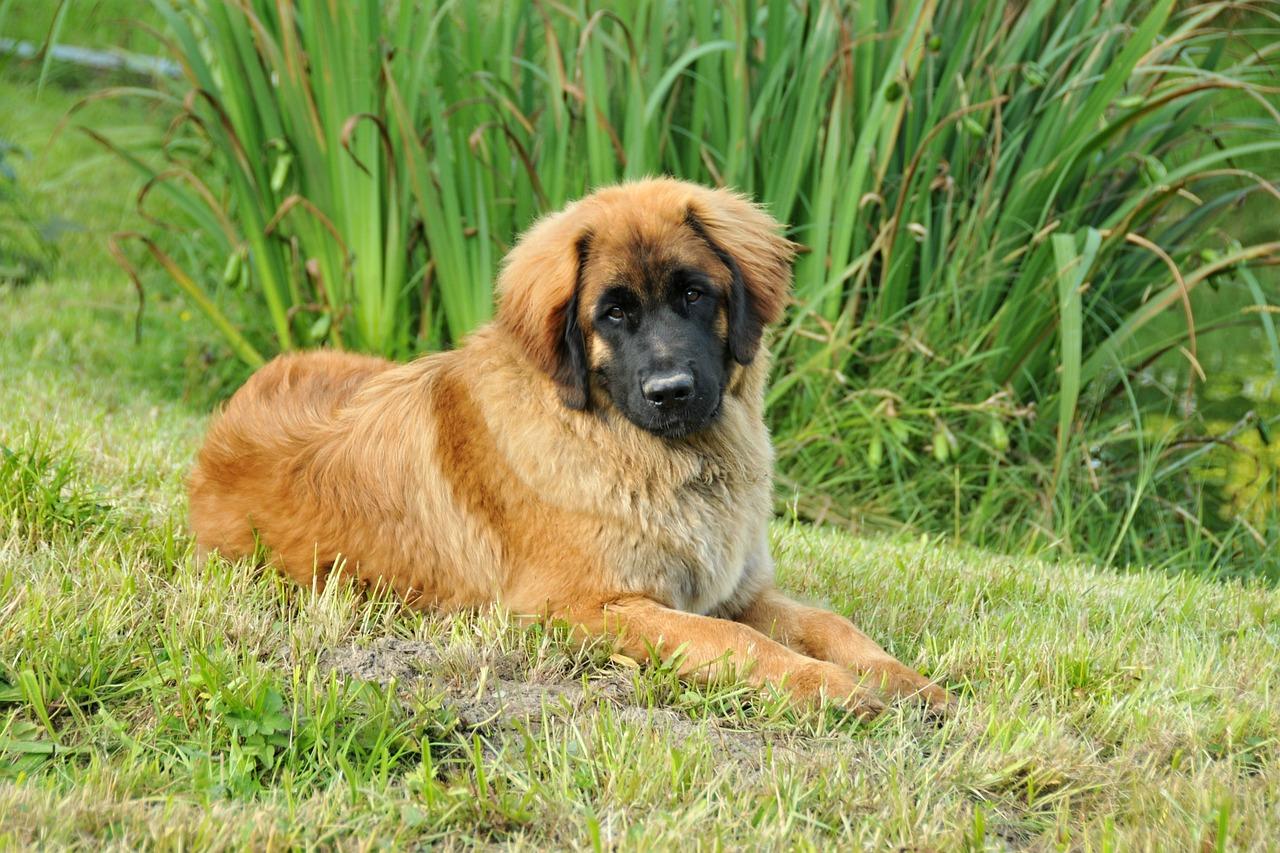 Leonberg - Origine, Caractéristiques et Comportement