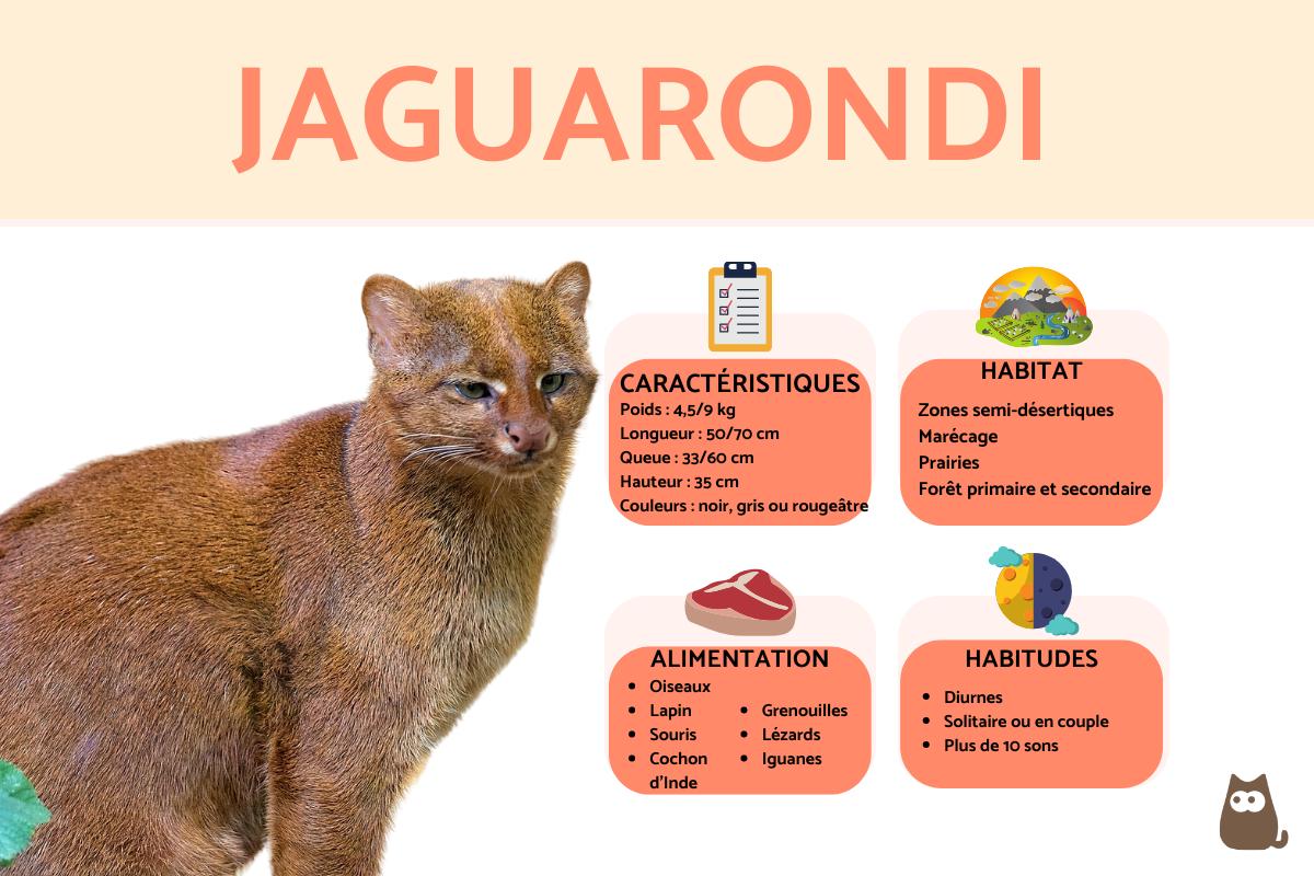 Jaguarondi - Caractère et Caractéristiques