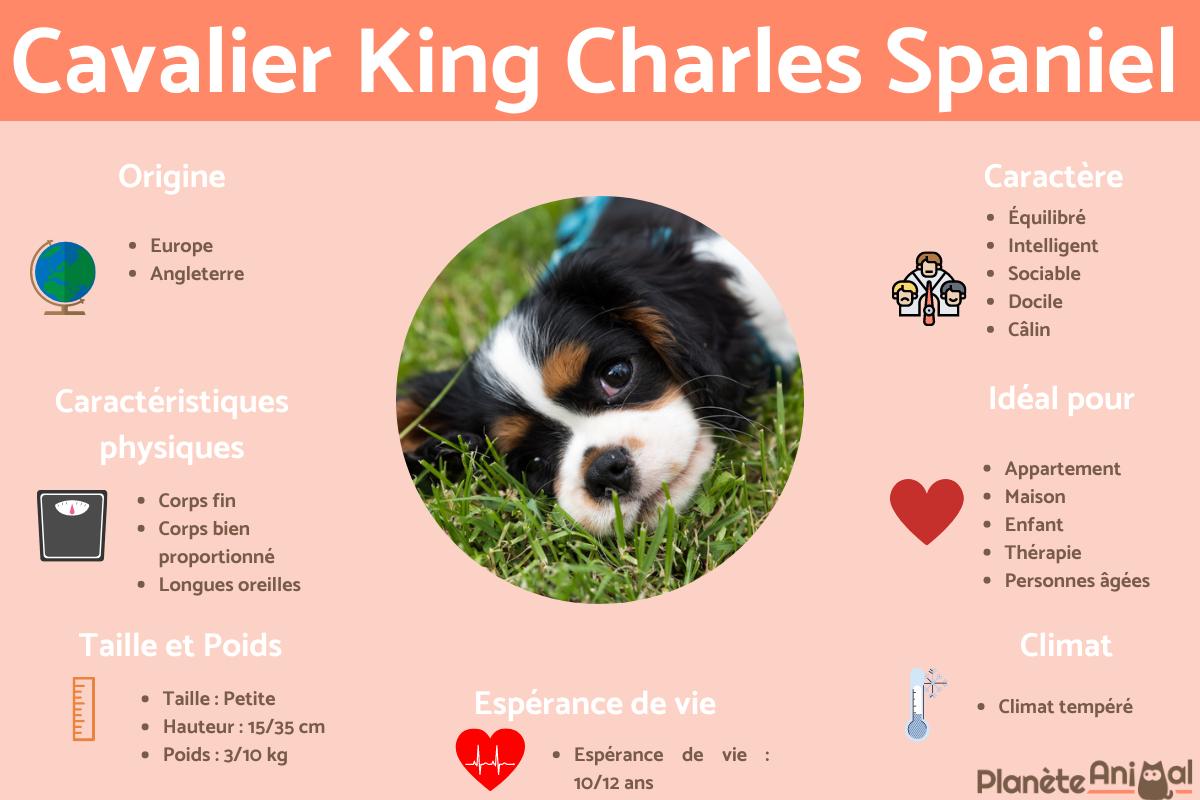 Cavalier King Charles Spaniel - Origine, Caractéristiques et Comportement