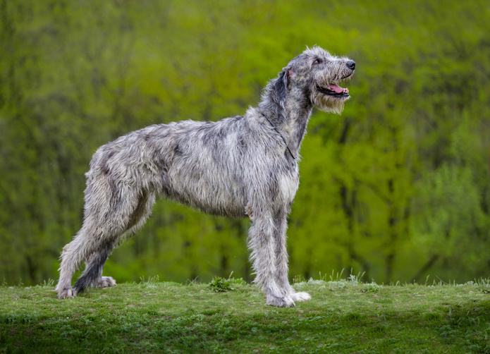 Irish wolfhound ou Lévrier irlandais - Origine, Caractéristiques et ...