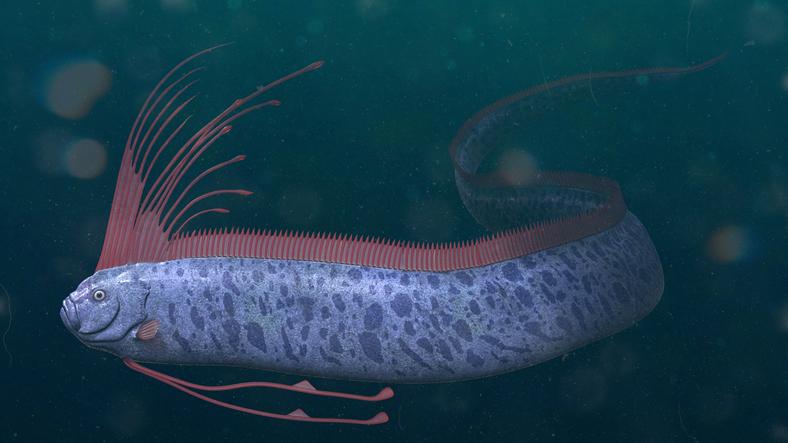 Régalec ou poisson-ruban - Caractéristiques et Statut de conservation