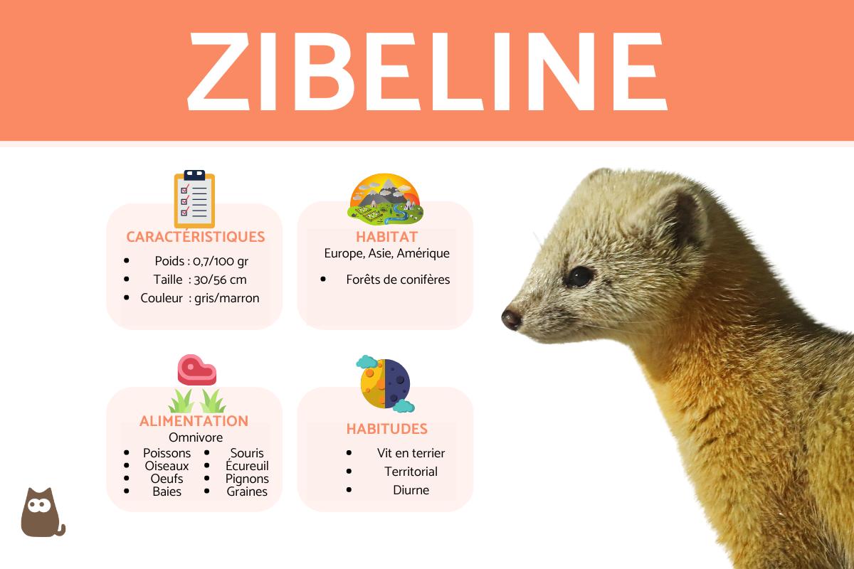 Zibeline - Comportement et Alimentation