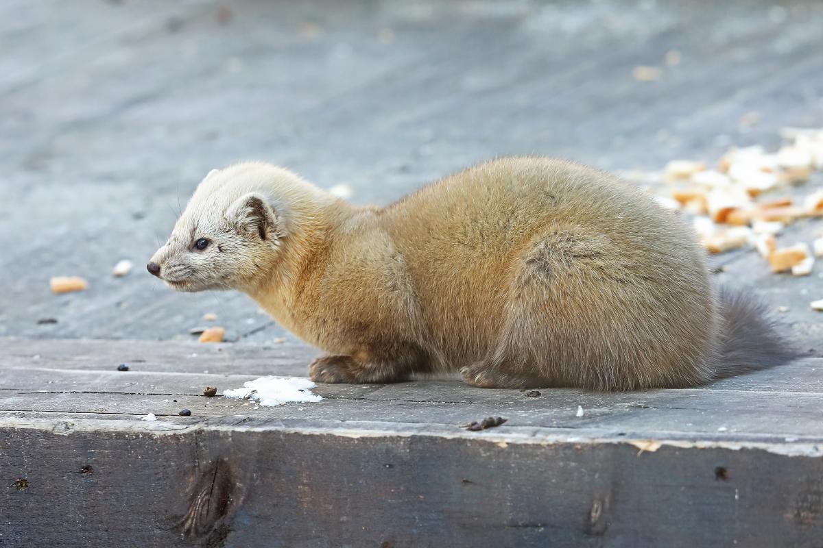 Zibeline - Comportement et Alimentation