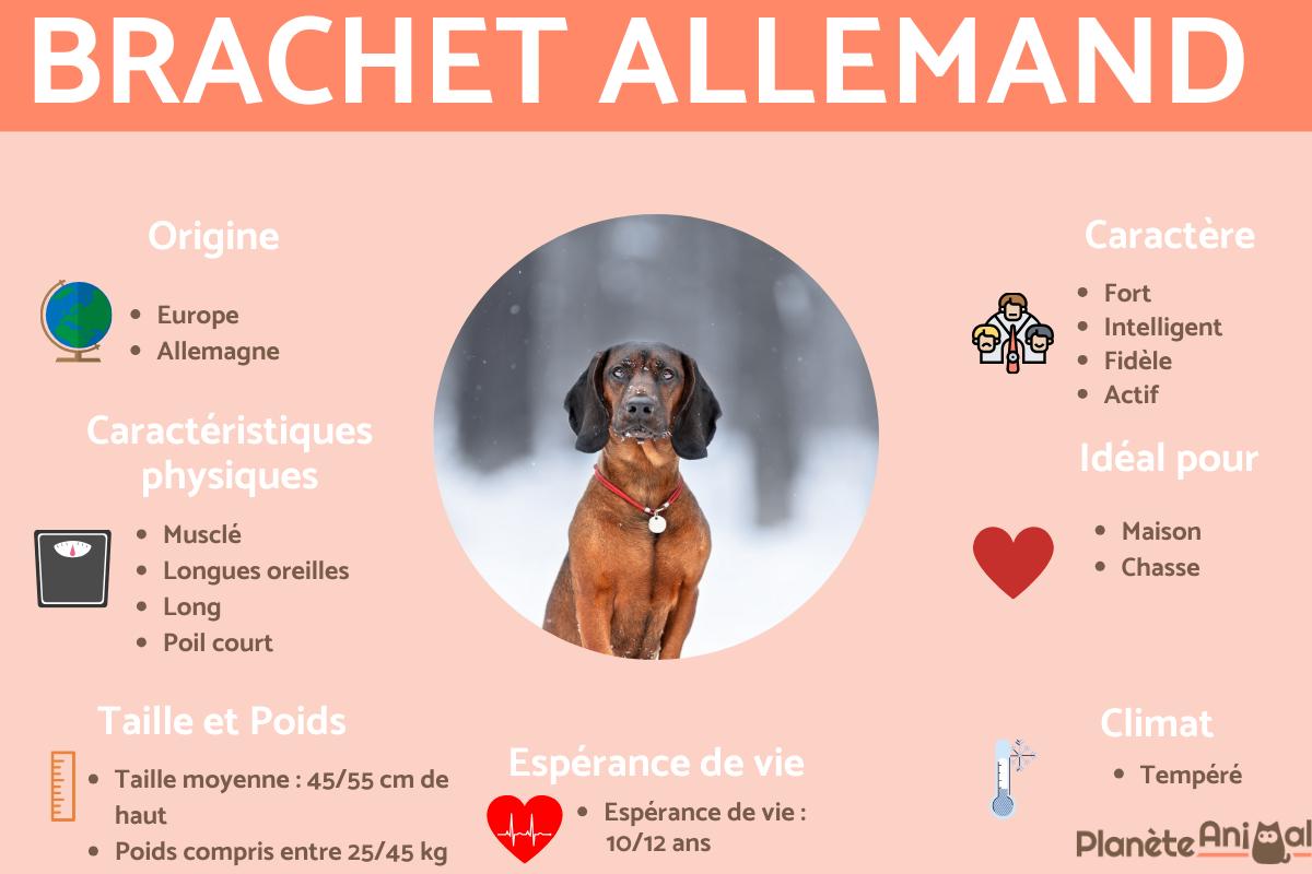 Brachet allemand - Origine, Caractéristiques et Comportement