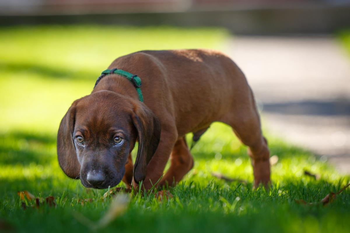 Brachet allemand - Origine, Caractéristiques et Comportement
