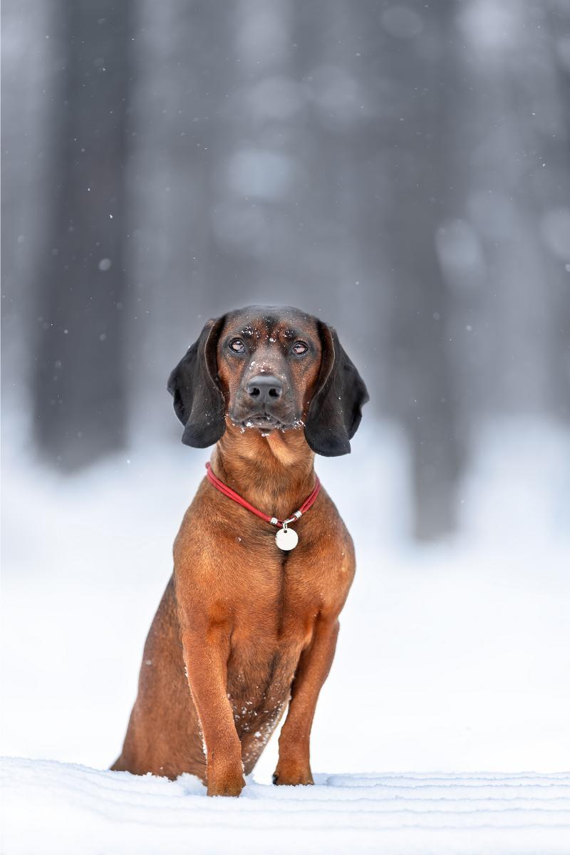Brachet allemand - Origine, Caractéristiques et Comportement