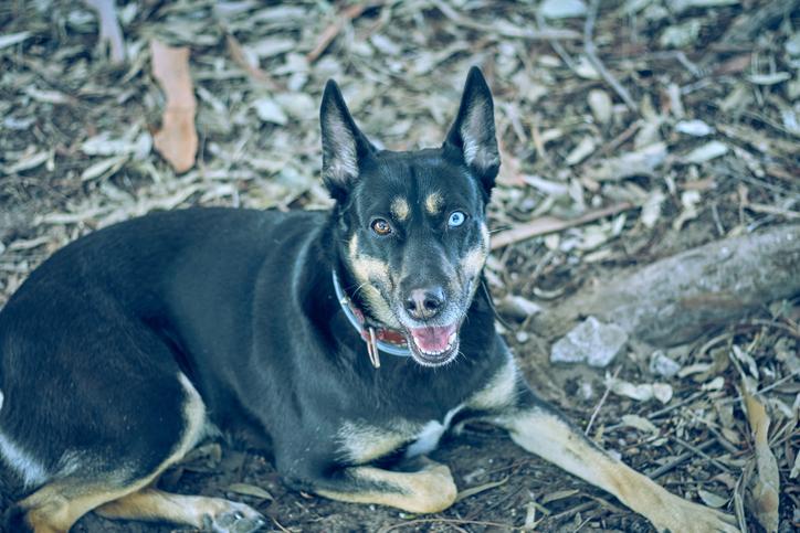 Shepsky - Origine, Caractéristiques et Soins