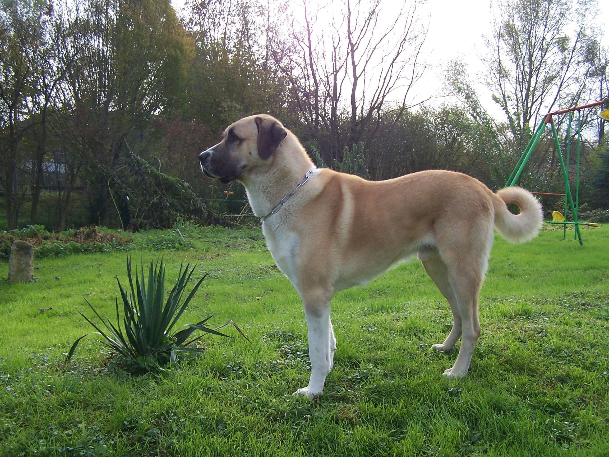 Kangal - Origine, Caractéristiques et Comportement