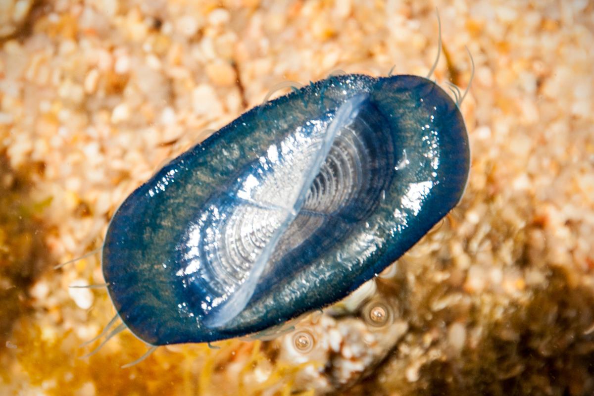 Vélelle (Velella velella) - Origine, Caractéristiques et Alimentation
