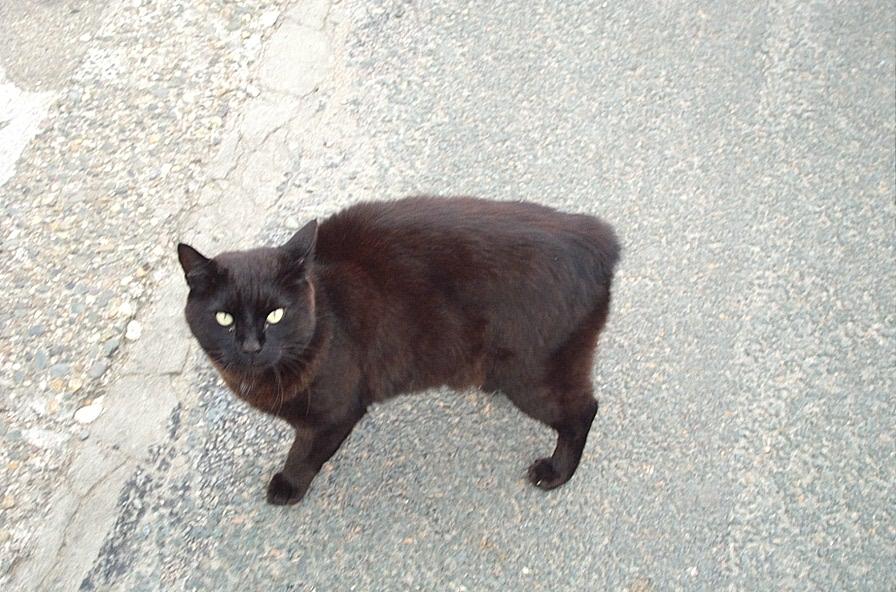 Chat Manx: caractéristiques et photos