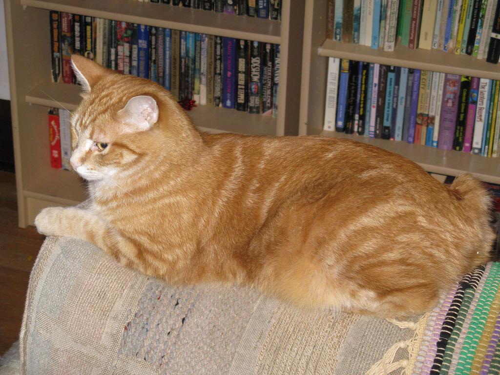 Chat Manx: caractéristiques et photos