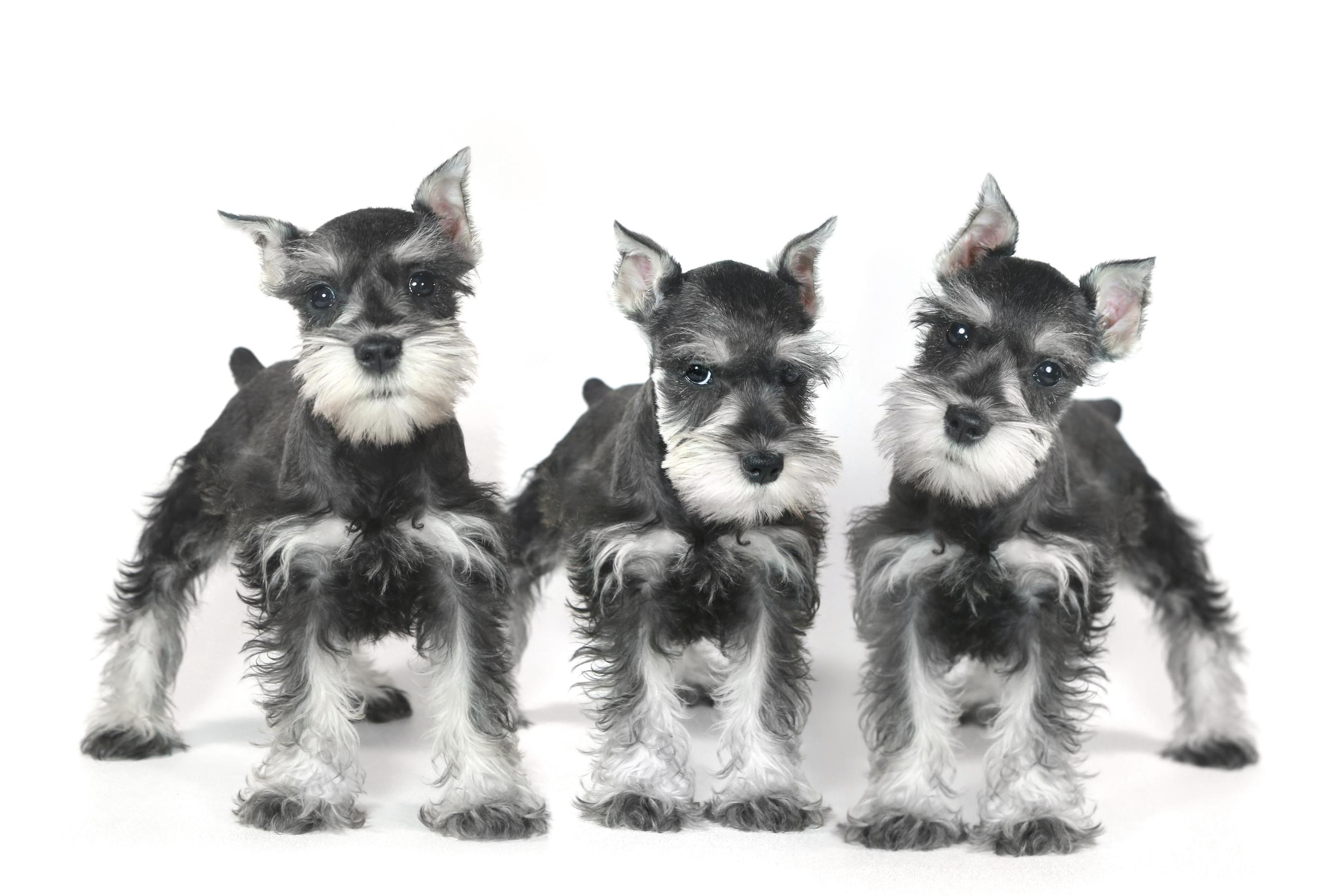 Chien Schnauzer nain: caractéristiques et photos