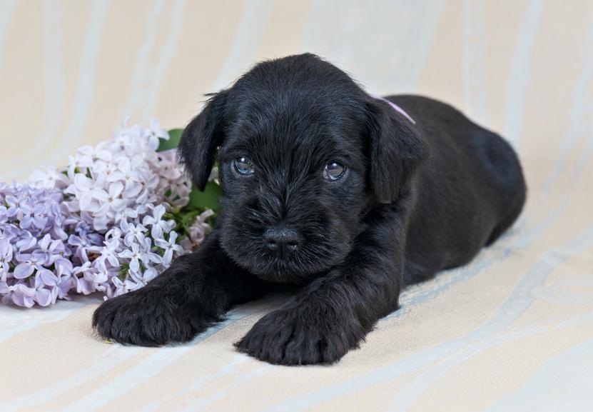 Chien Schnauzer nain: caractéristiques et photos