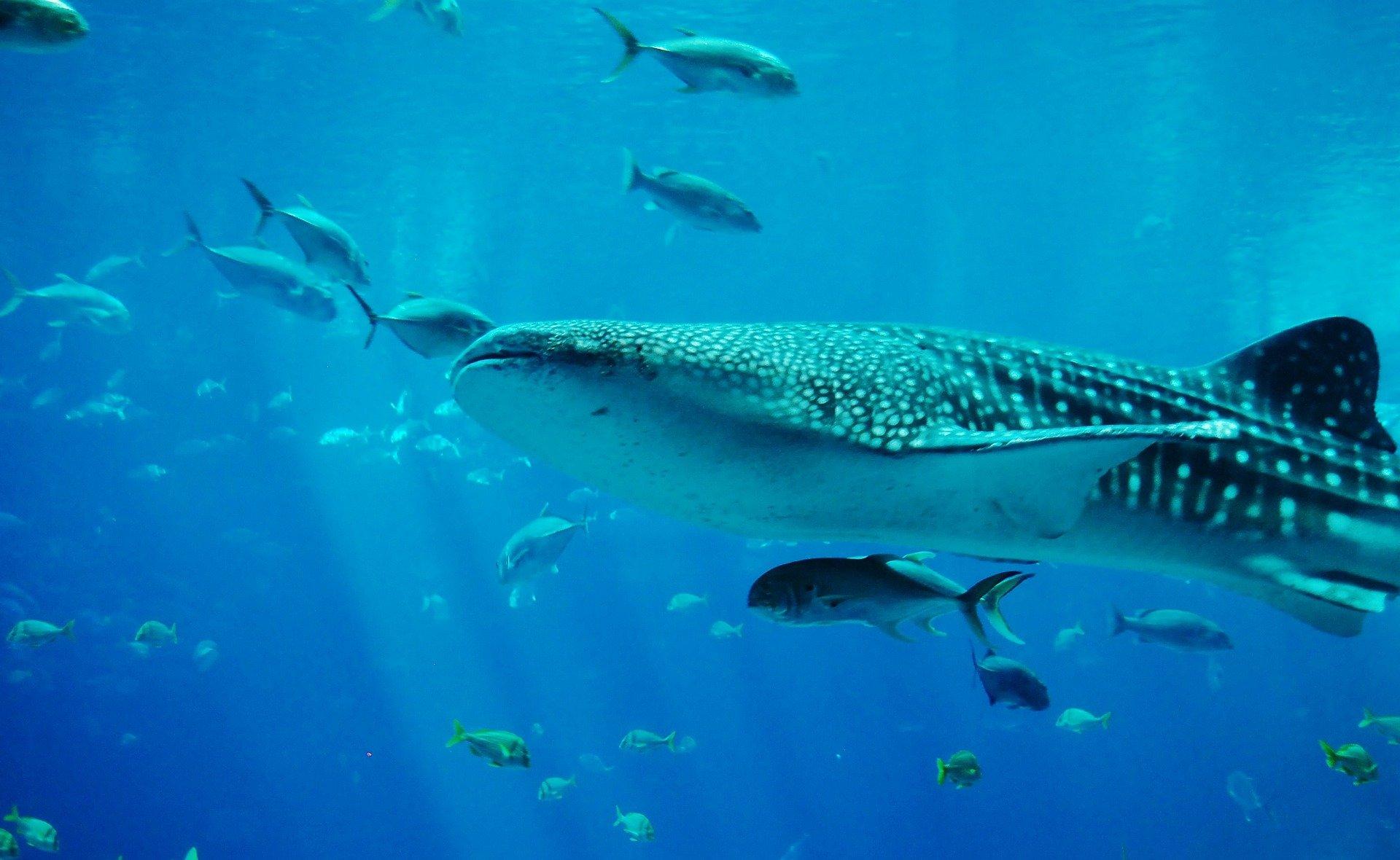 Requin-baleine - Alimentation, Reproduction et Conservation