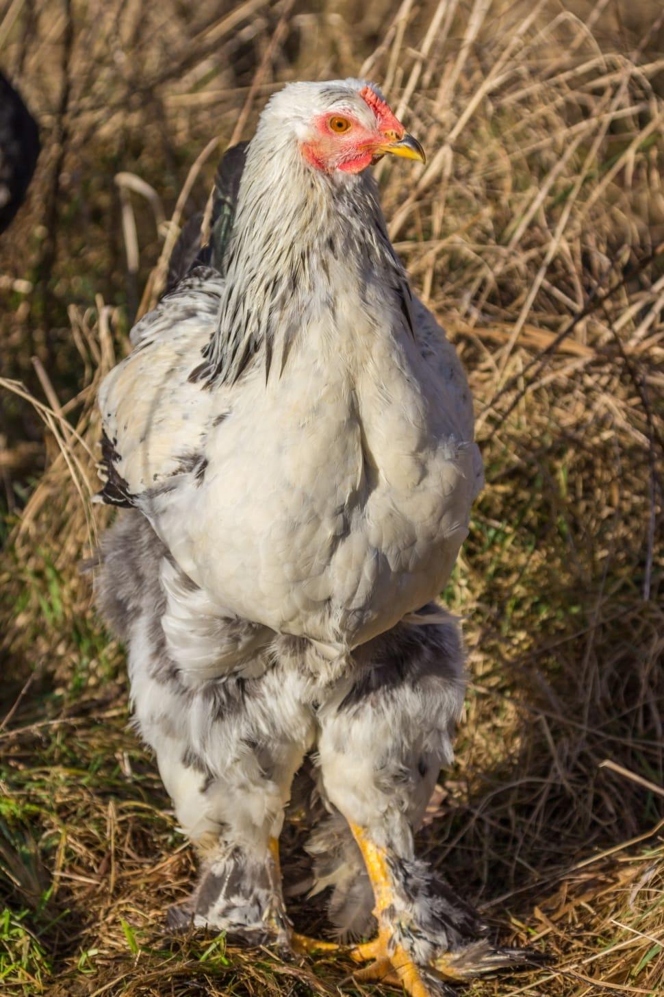 Poule Brahma - Origine, Caractéristiques et Soins