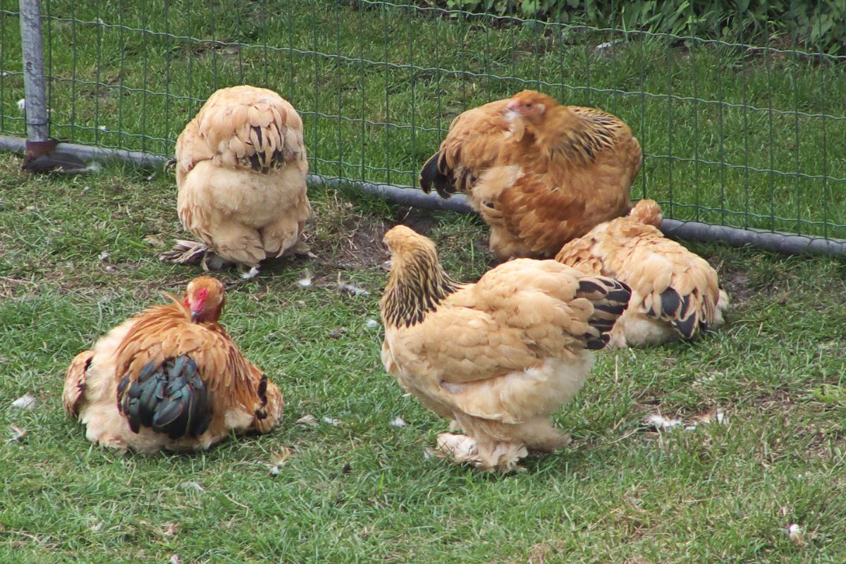Poule Brahma - Origine, Caractéristiques et Soins