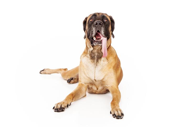Chien Mastiff: caractéristiques et photos