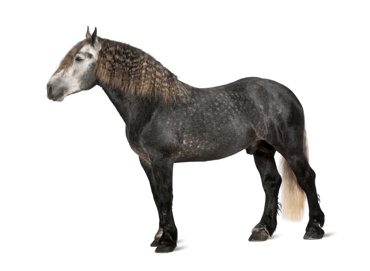Percheron - Alimentation, Comportement et Santé