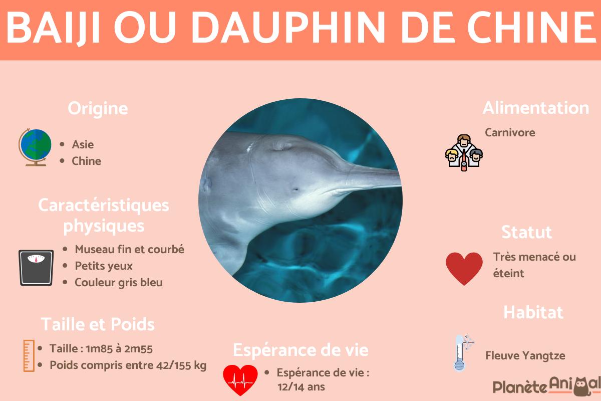 Baiji ou Dauphin de Chine - Caractéristiques et Alimentation