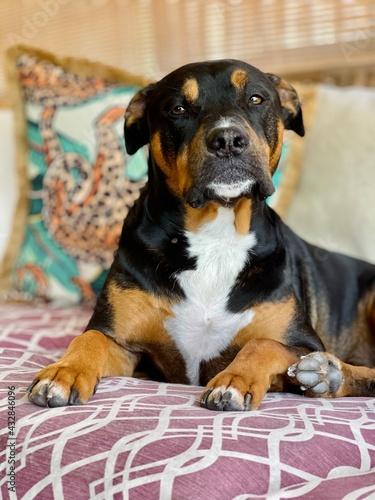 Pitweiler - Origine, Caractère et Caractéristiques