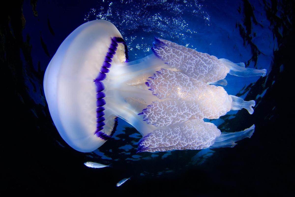 Méduse rhizostome - Caractéristiques et Alimentation