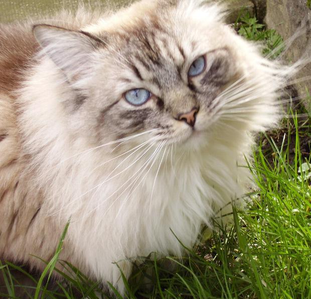 Chat Ragdoll: caractéristiques et photos