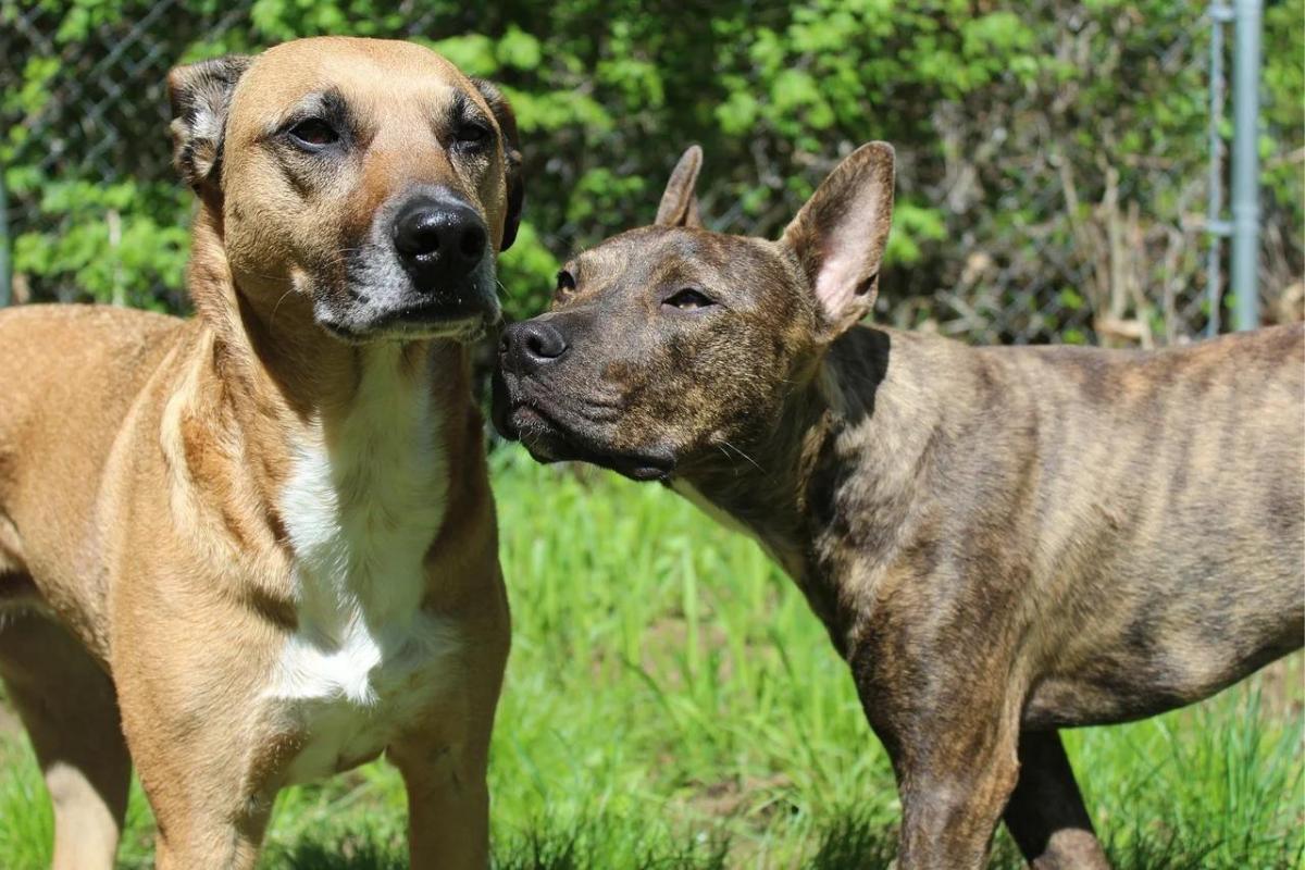 Black Mouth Cur ou Southern Cur - Origine, Caractéristiques et Soins