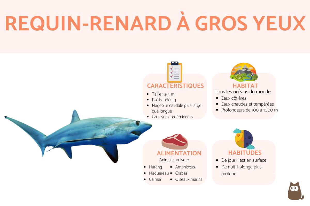 Requin-renard à gros yeux - Caractéristiques et Caractère