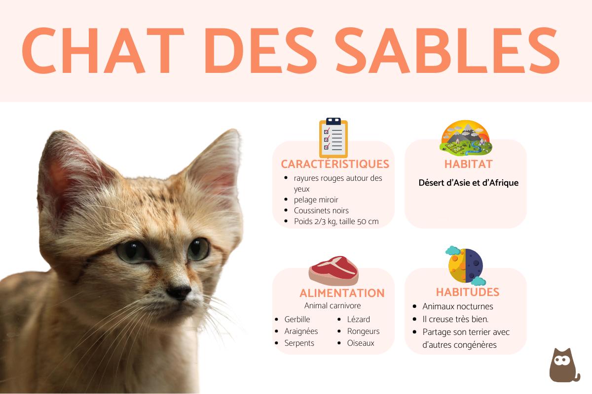 Chat du désert ou chat des sables - Caractéristiques et Alimentation