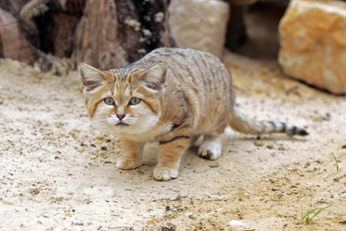 Chat du désert ou chat des sables - Caractéristiques et Alimentation