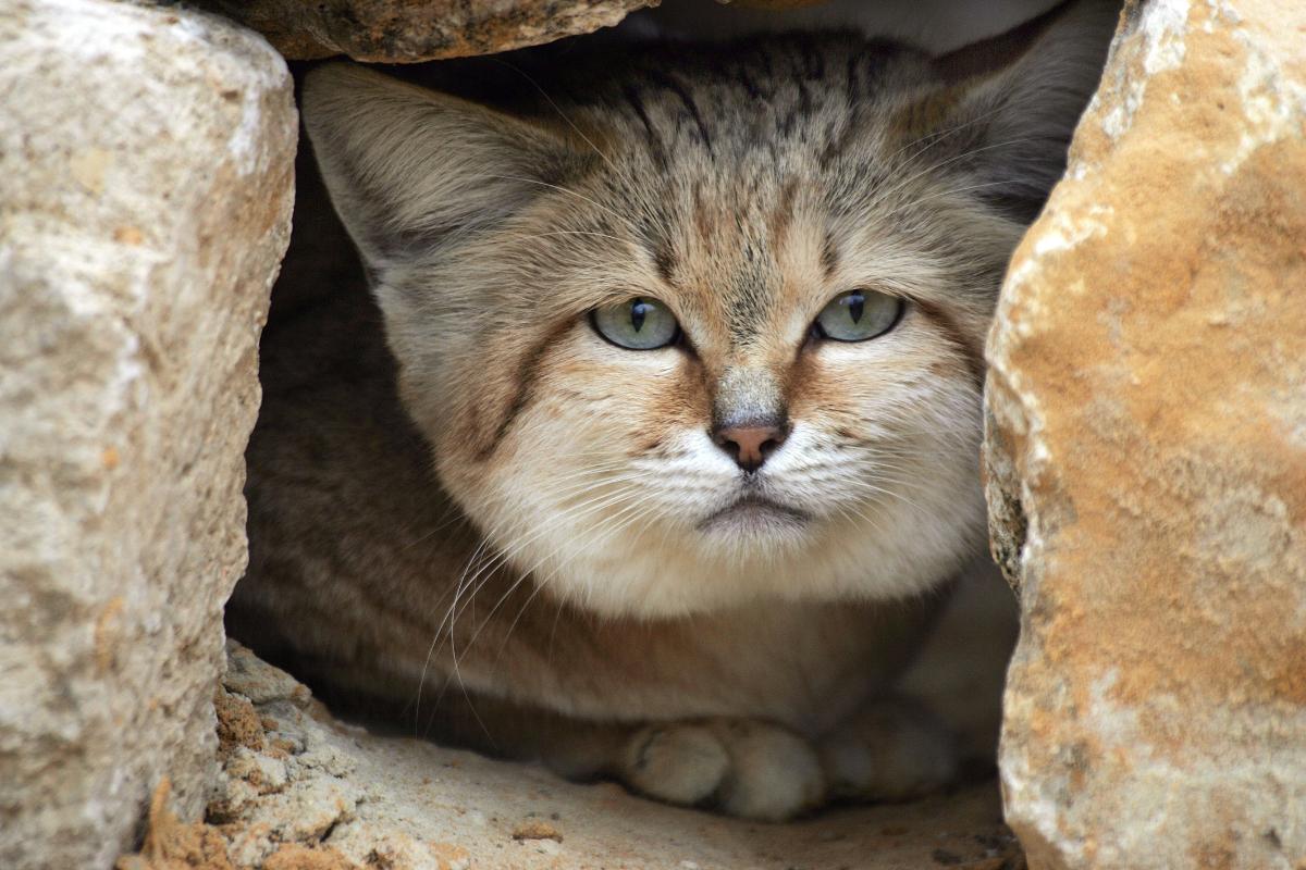 Chat du désert ou chat des sables - Caractéristiques et Alimentation