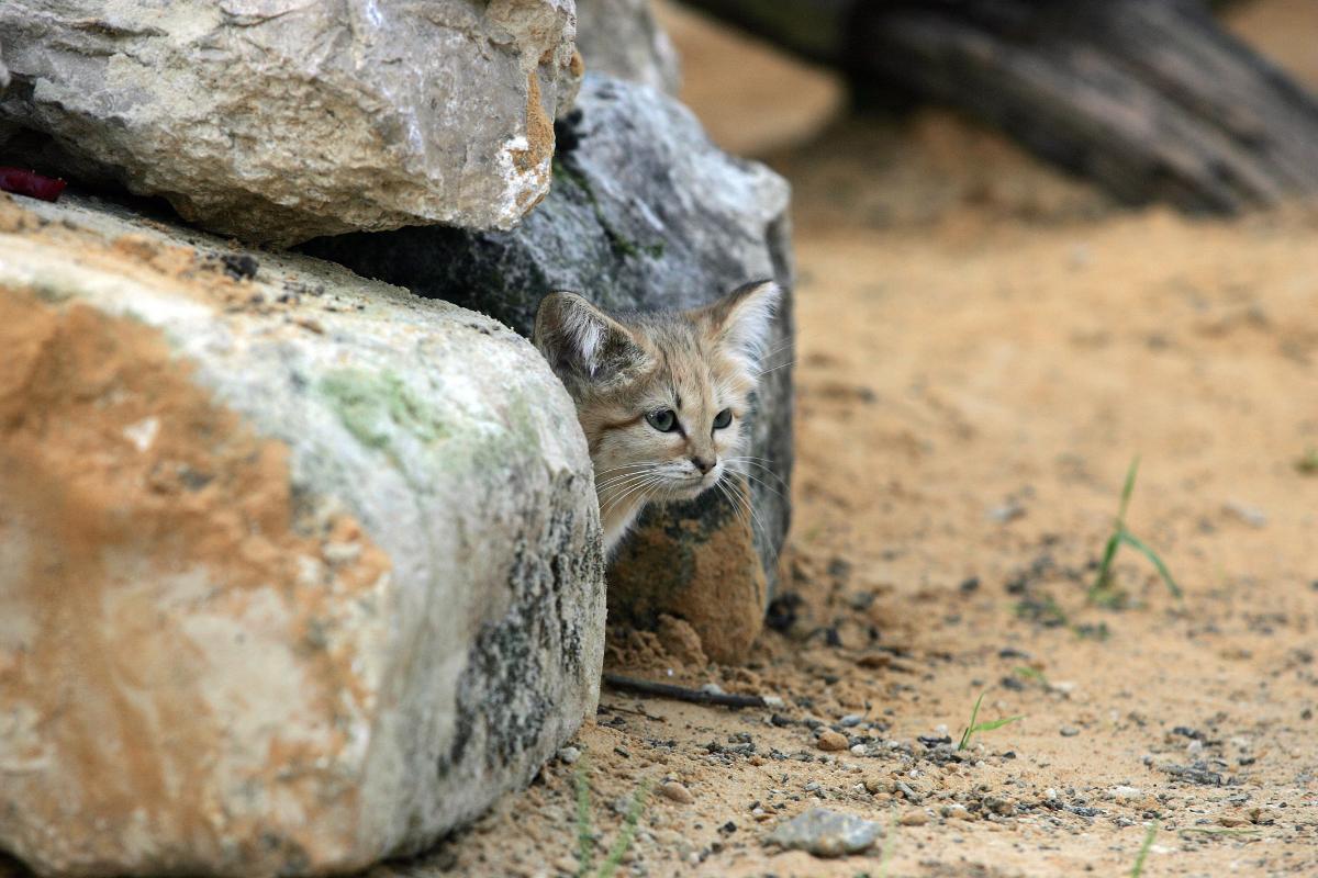 Chat du désert ou chat des sables - Caractéristiques et Alimentation