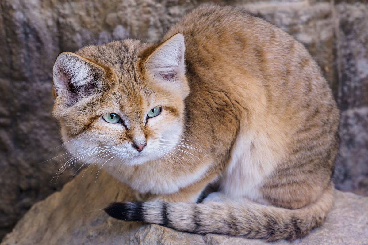 Chat du désert ou chat des sables - Caractéristiques et Alimentation
