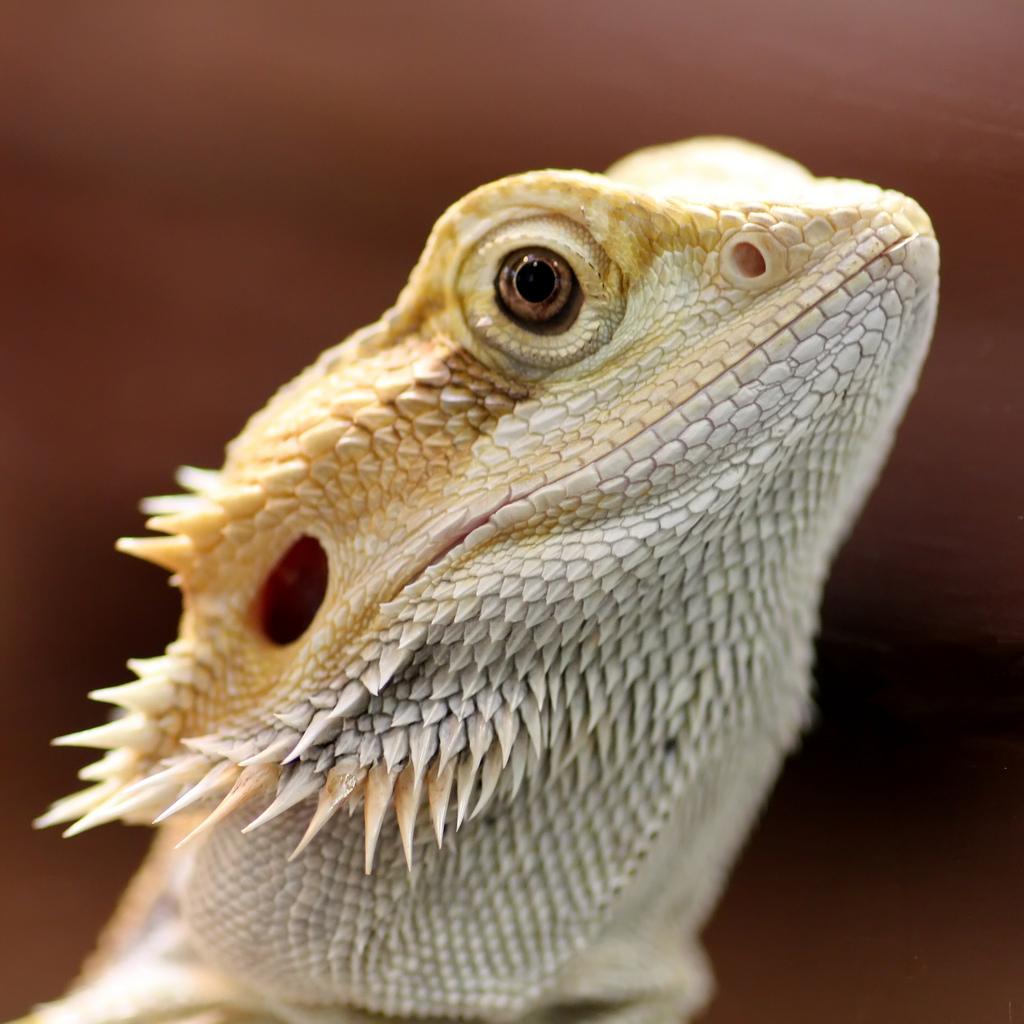 Dragon barbu ou agame barbu - Caractéristiques et Alimentation