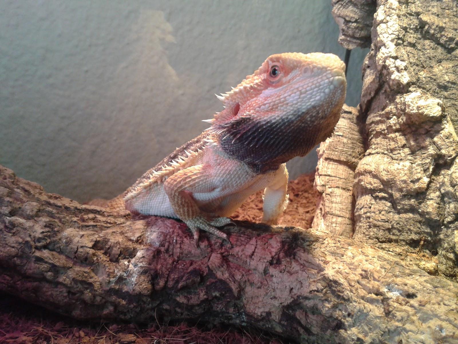 Dragon barbu ou agame barbu - Caractéristiques et Alimentation